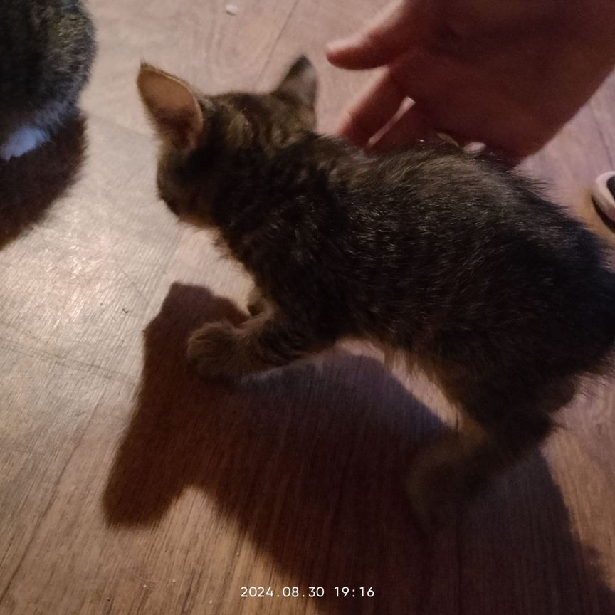 Отдам бесплатно котëнка девочка в латок ходит