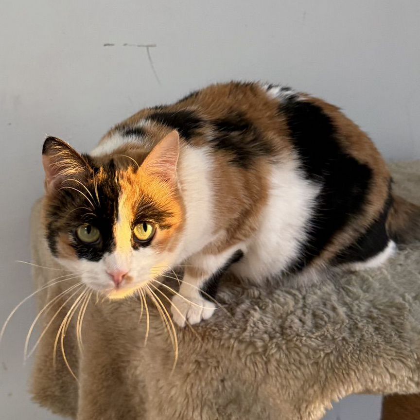 Взрослая кошка в добрые руки