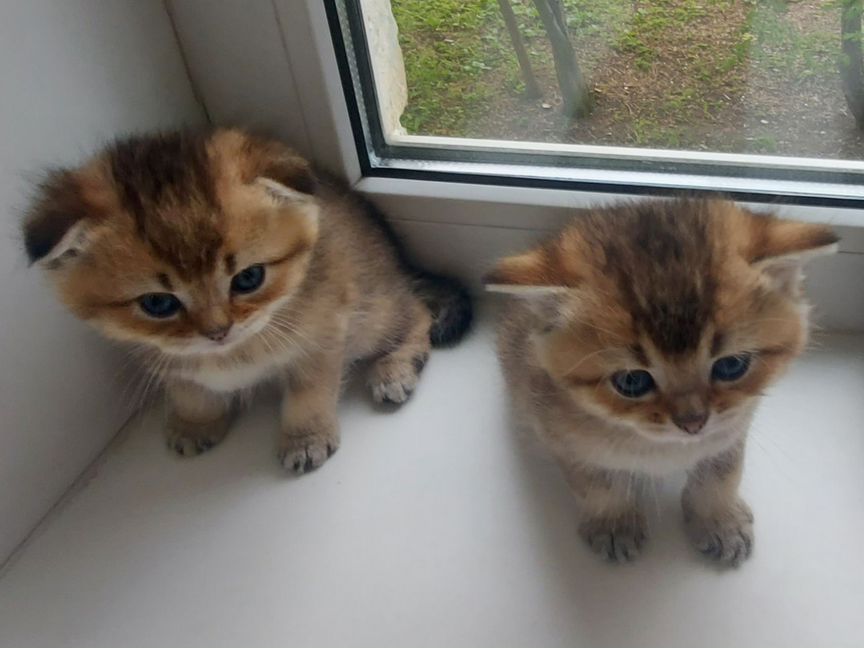 Шотландские котята