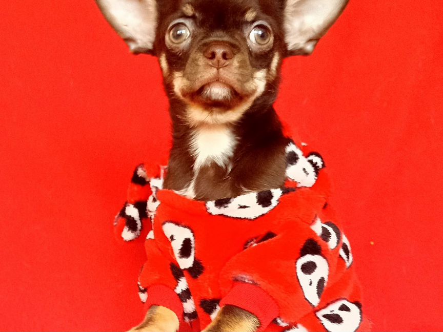 Шоколадный зайка чихуахуа