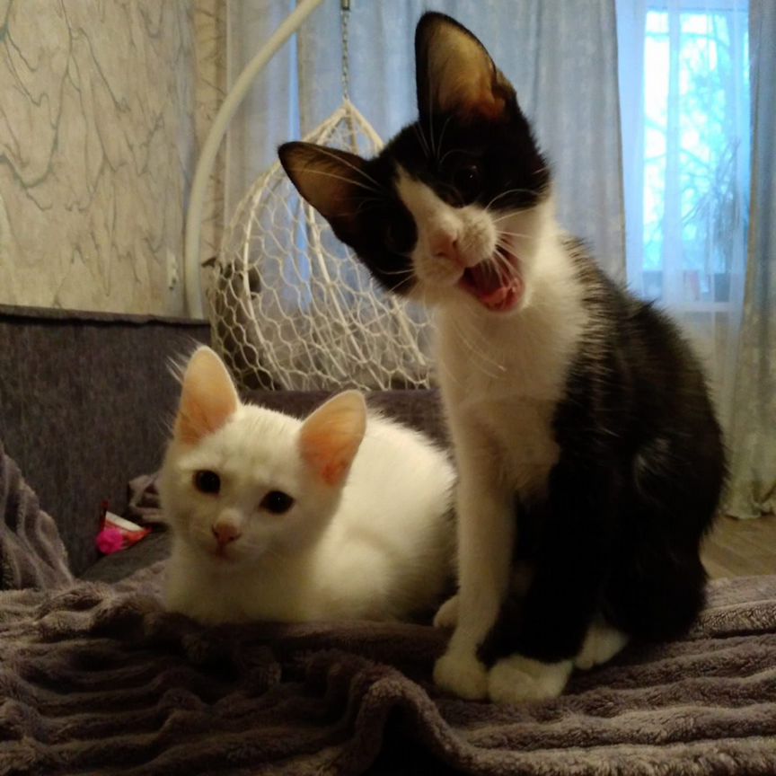 Котята 3 месяца г Кстово. В добрые руки