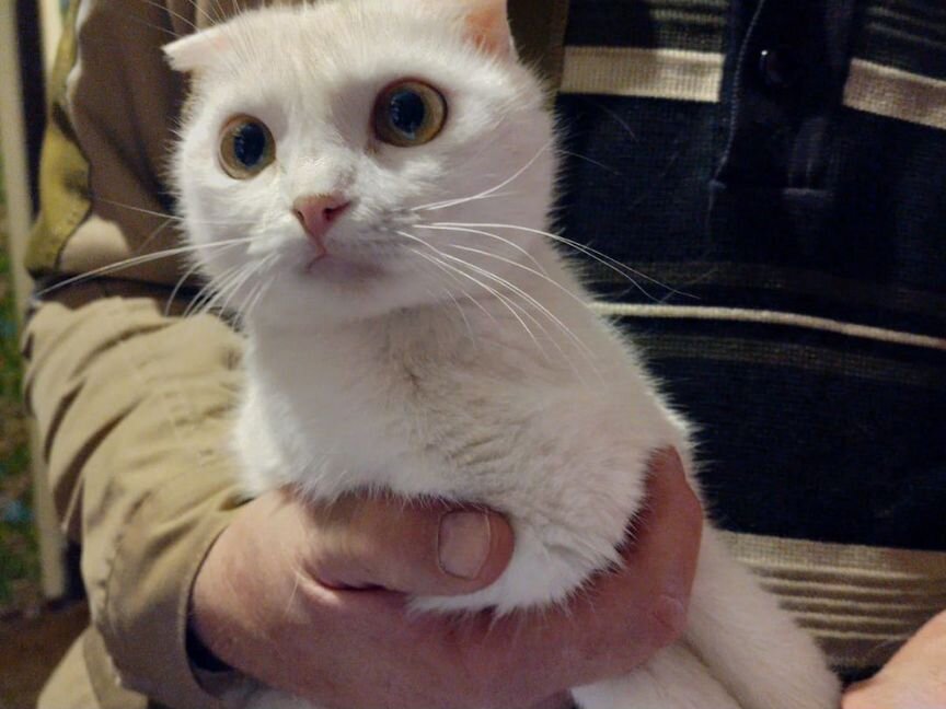 Котик и кошечка в добрые руки