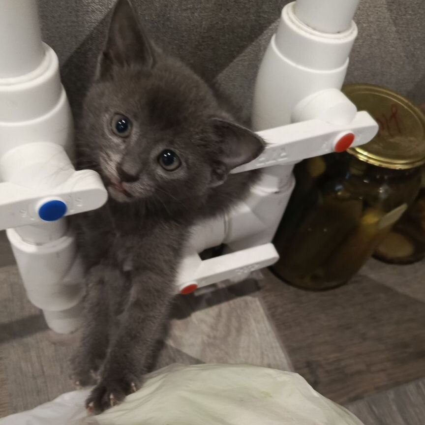 Котёнок в добрые руки