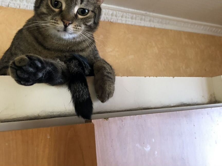 Котик Бублик