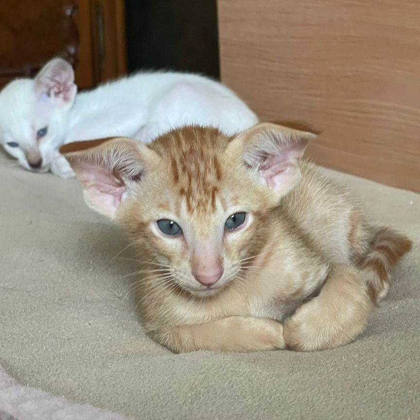 Ориентальные котята экстрим