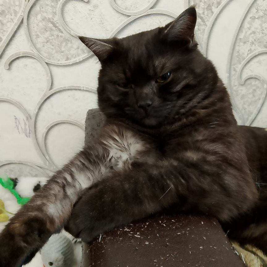 Отдам кота в добрые руки бесплатно