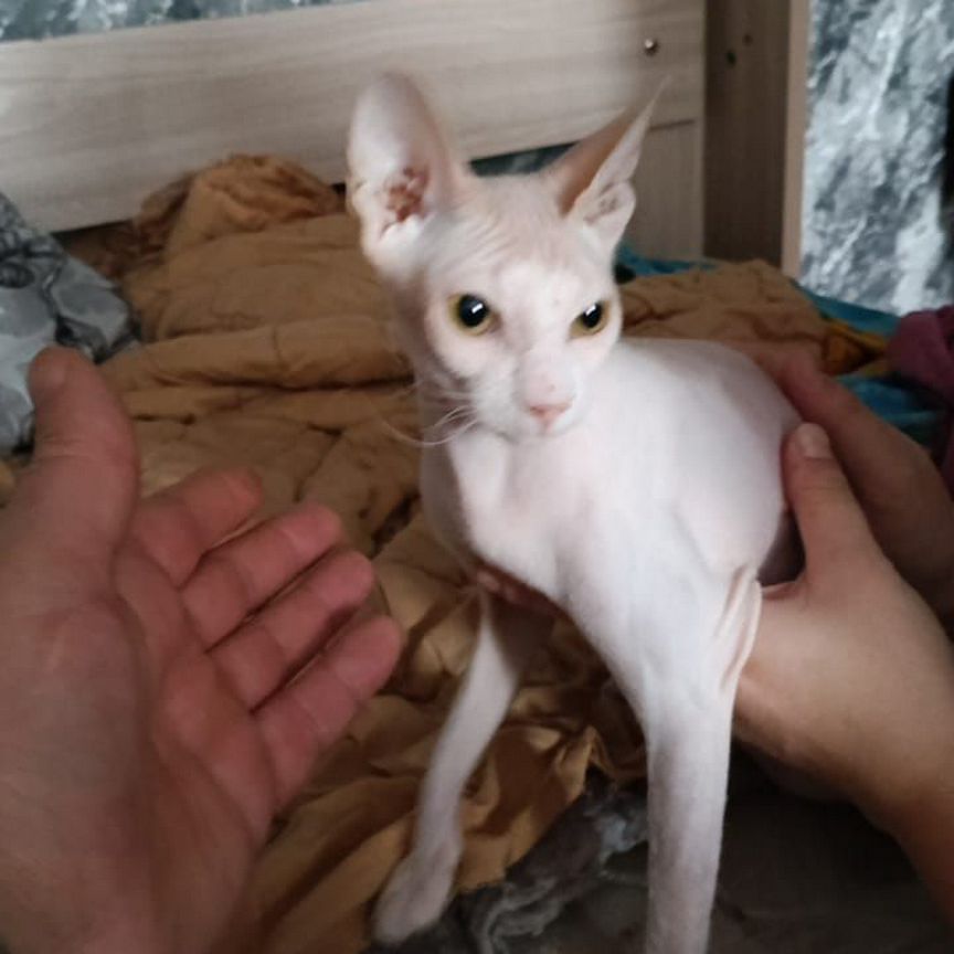 Сфинкс