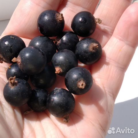 Саженцы черной смородины купить в Курске | Товары для дома и дачи | Авито