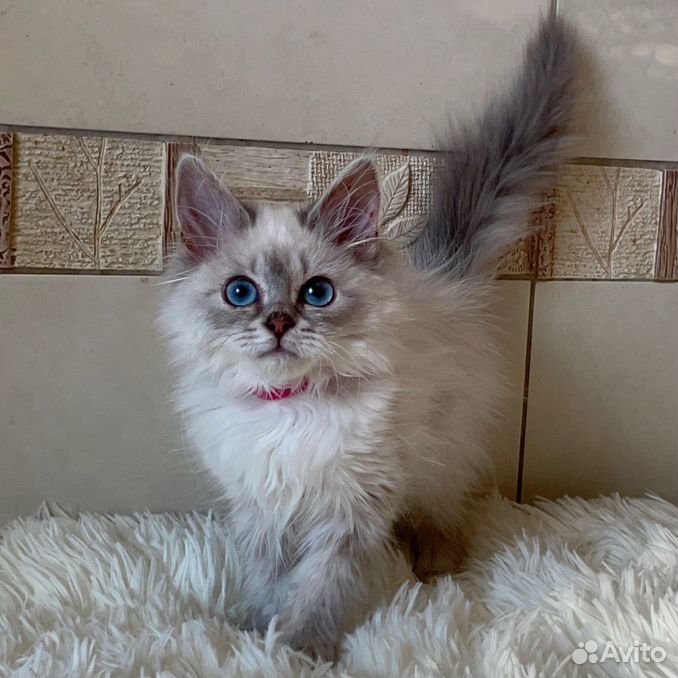 Невская маскарадная девочка