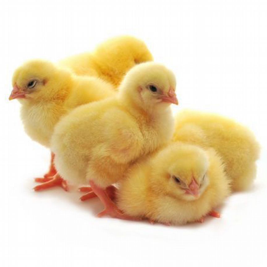 Цыплята бройлеры кобб 500