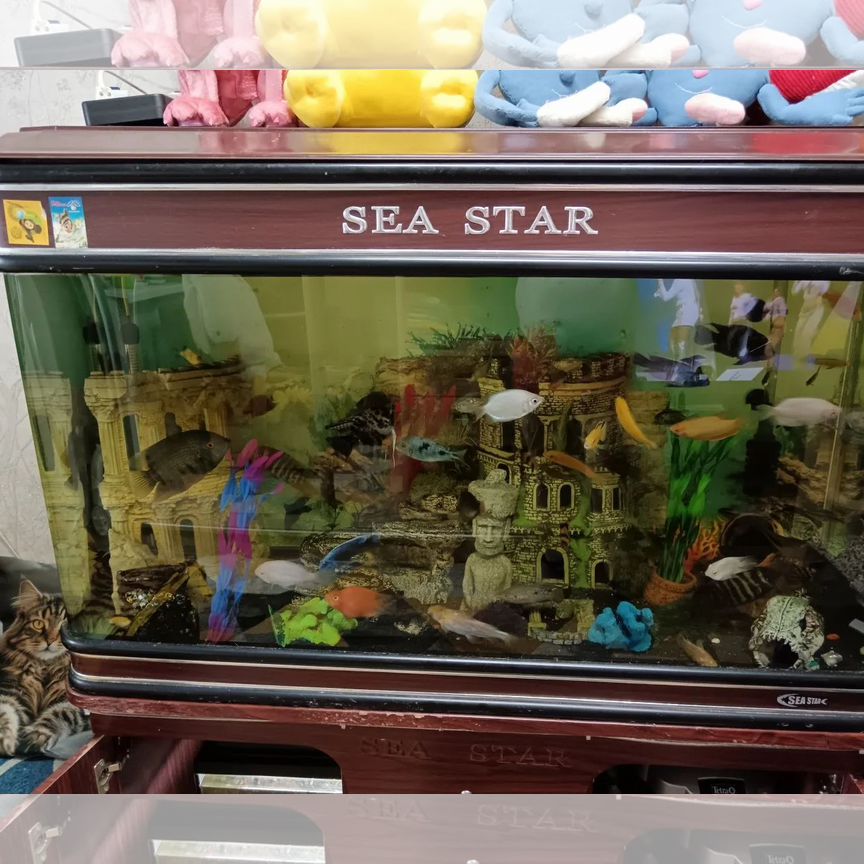 Аквариум с тумбой фирмы sea star