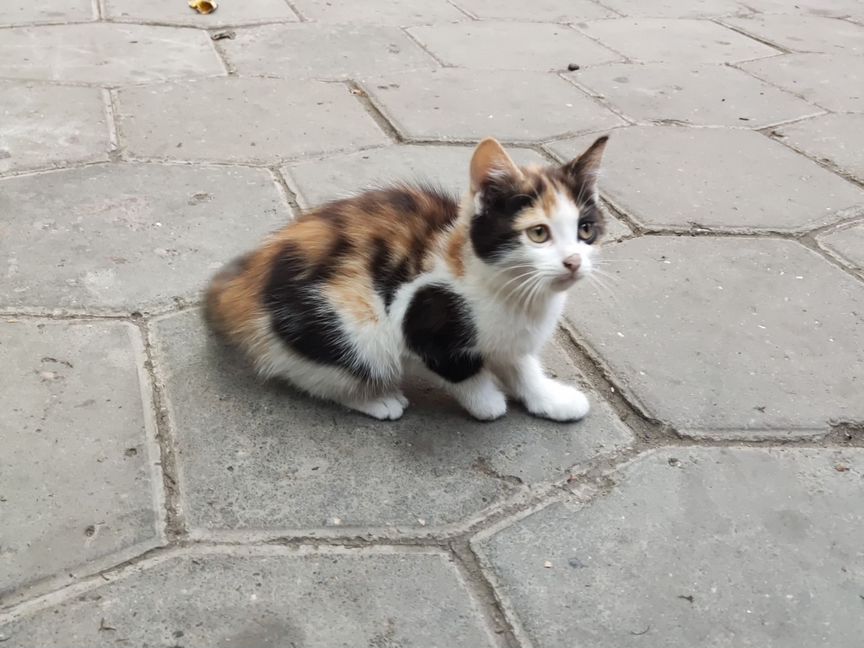 Котики крысоловы