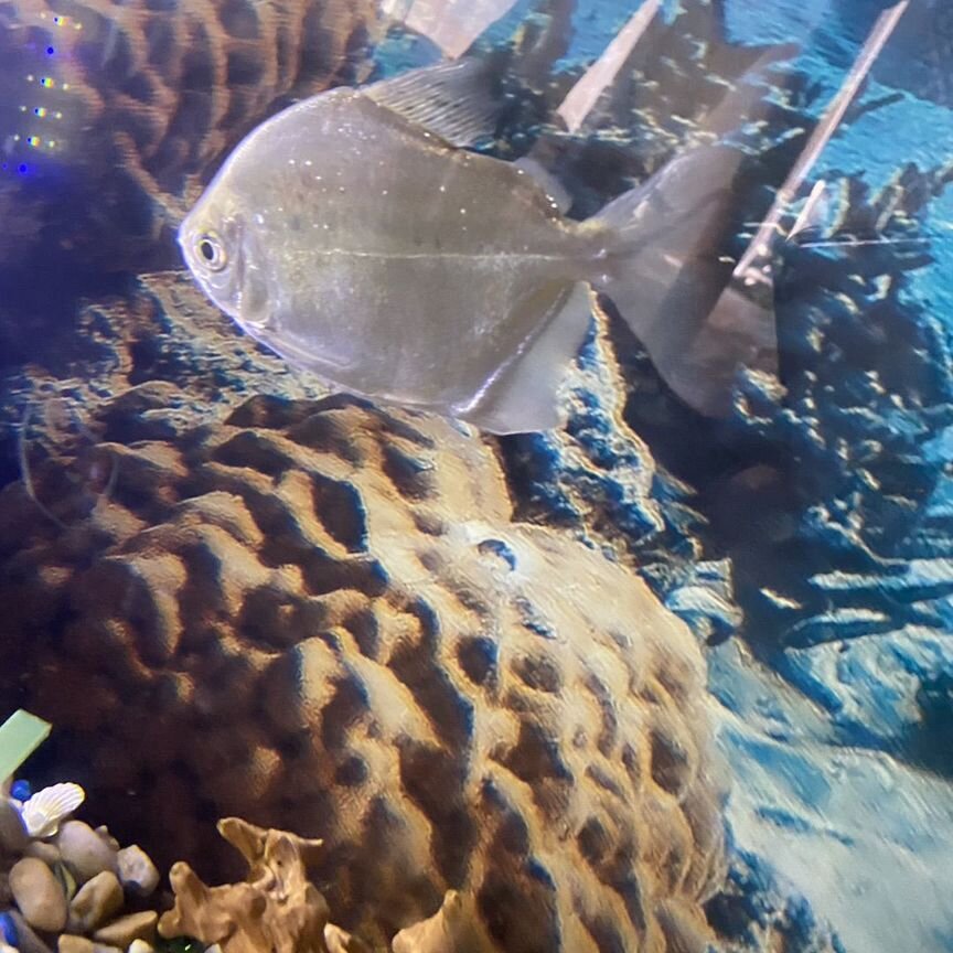 Рыба Метиннис и Анциструс