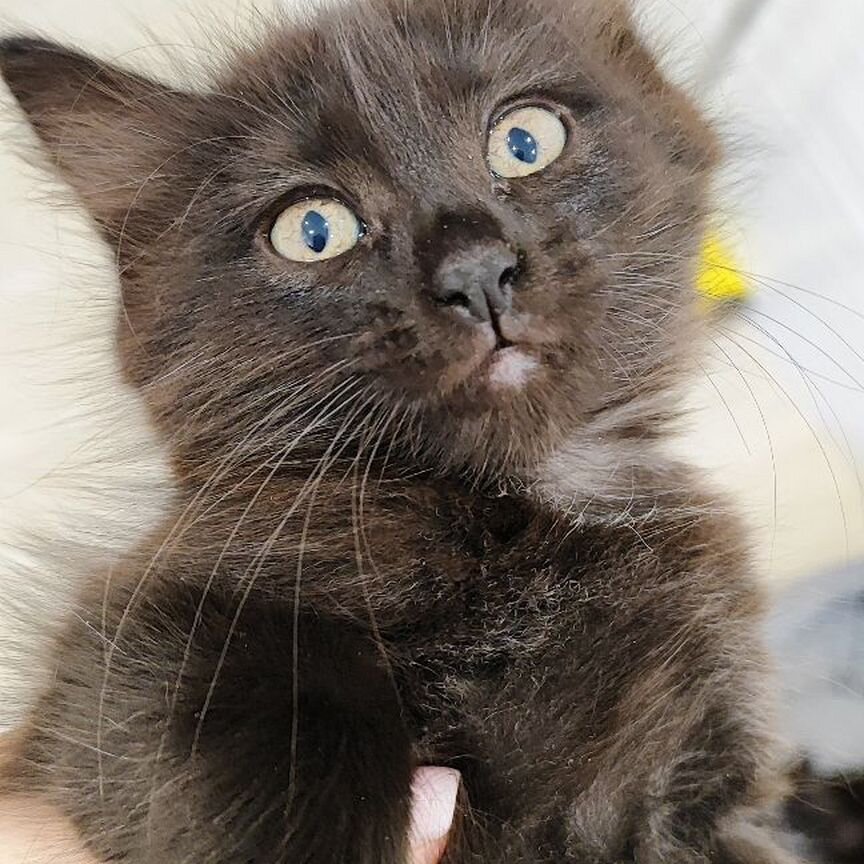 Котята в добрые руки бесплатно