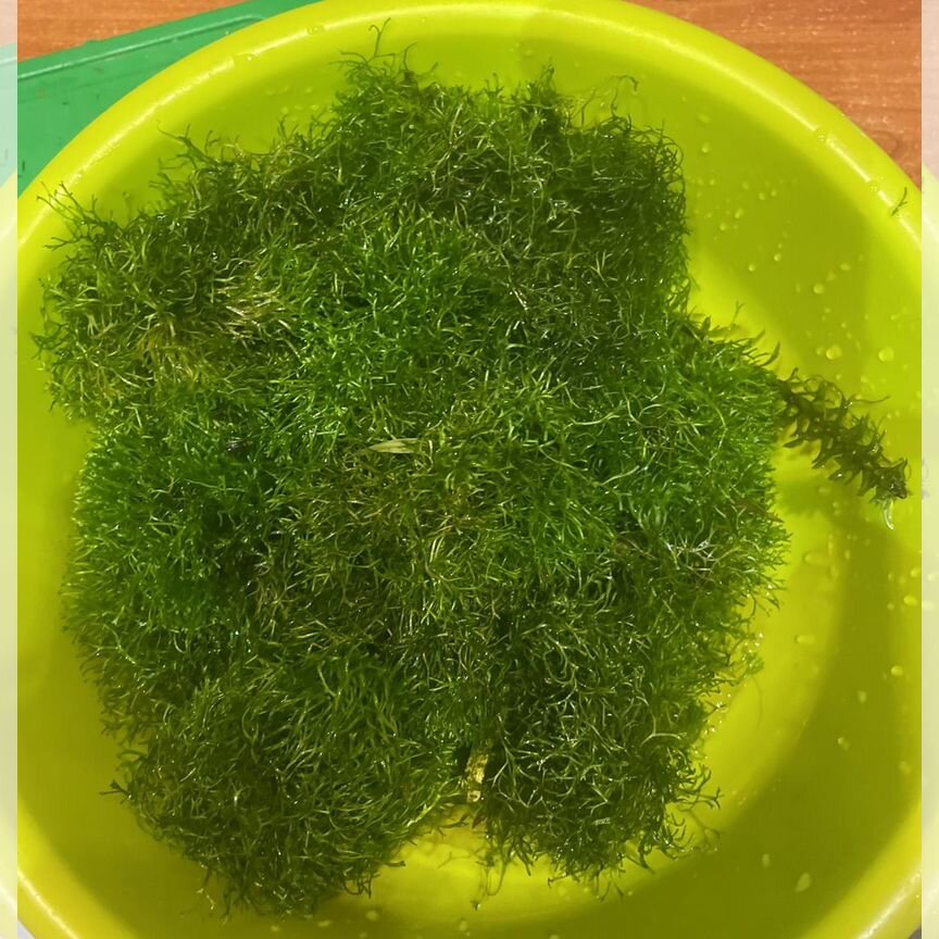 Аквариумное растение мох