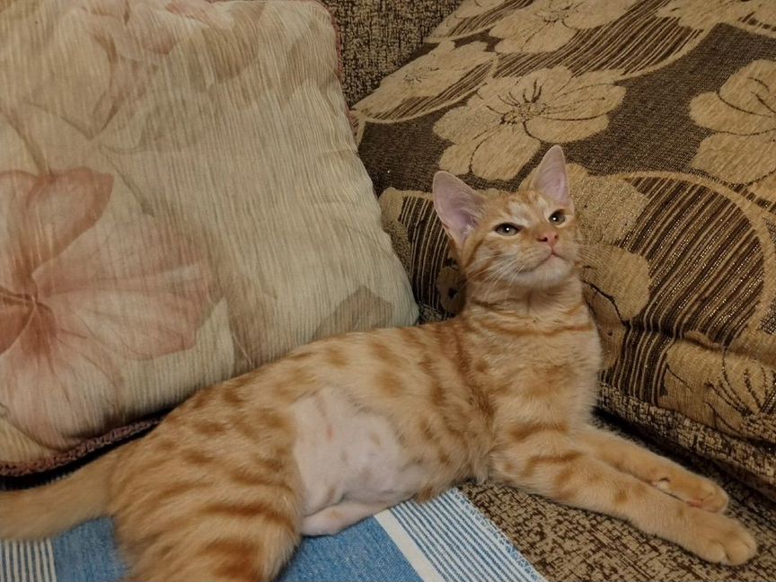 Алиса ищет дом