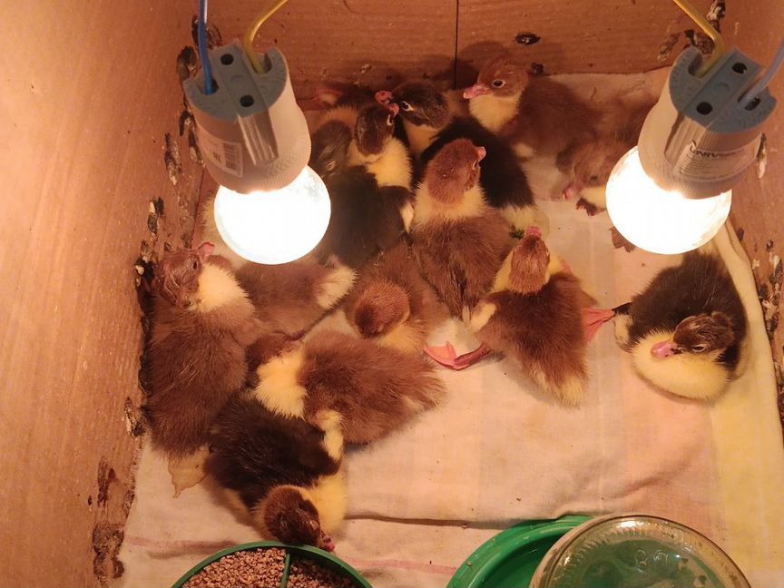 Индо утята, мускусные утки