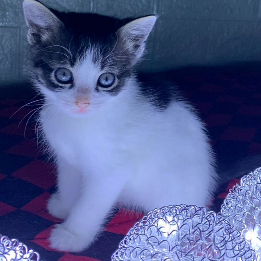 Кошечка в добрые руки