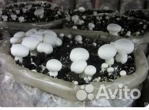 Готовые компостные грядки шампиньонов купить в Томске | Товары для дома ...