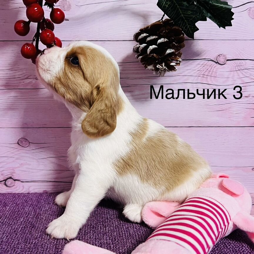 Кавалер кинг-чарльз-спаниель, щенок
