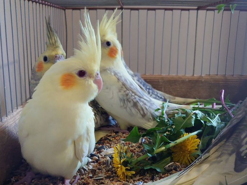 Попугай птенцы