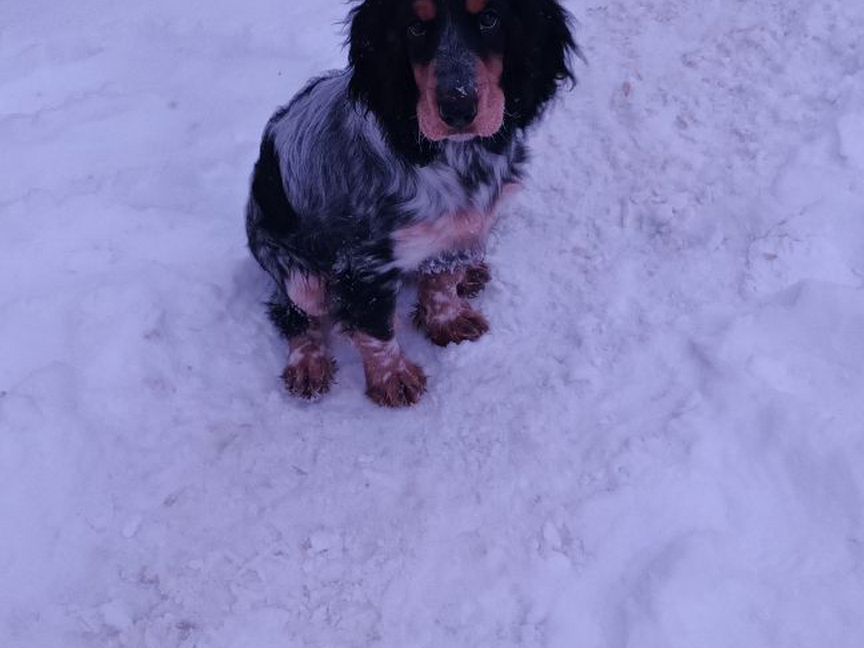 Русский охотничий спаниель