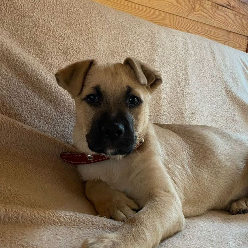 Щенок мальчик