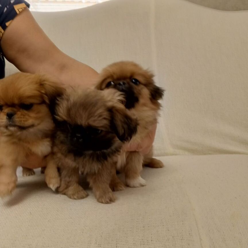 Щенки пекинеса