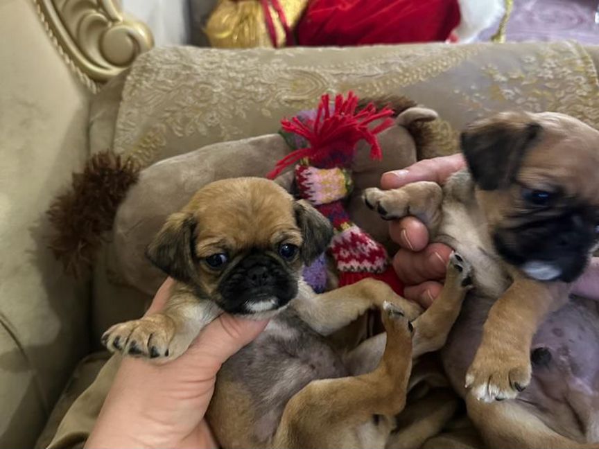 Плюшевые кавамопсы