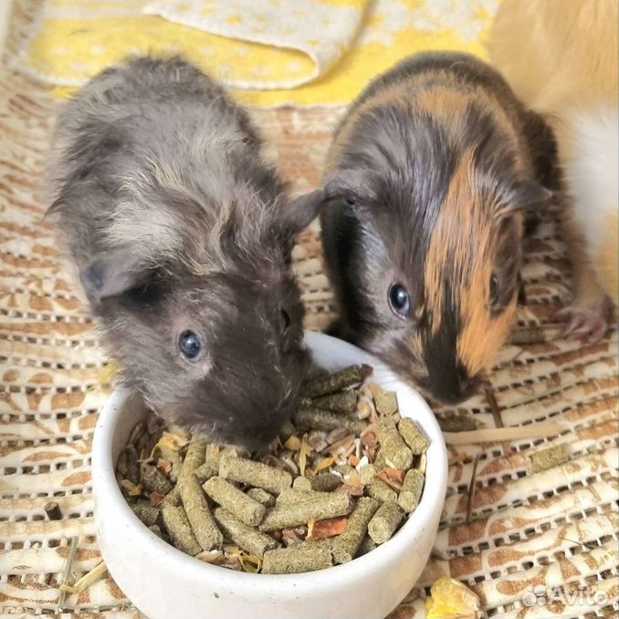 Морская свинка мальчики