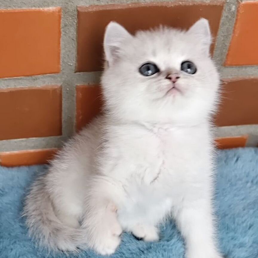 Британские котята серебристая шиншилла