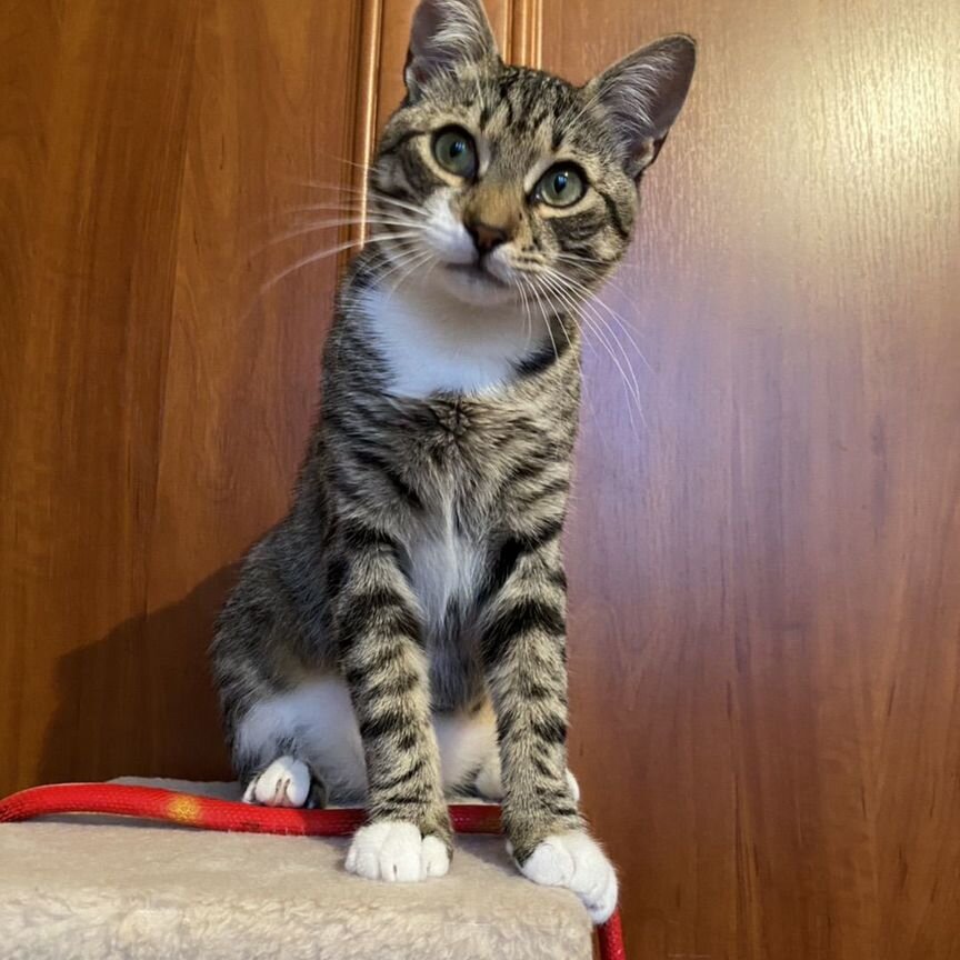 Молодой котик 8мес