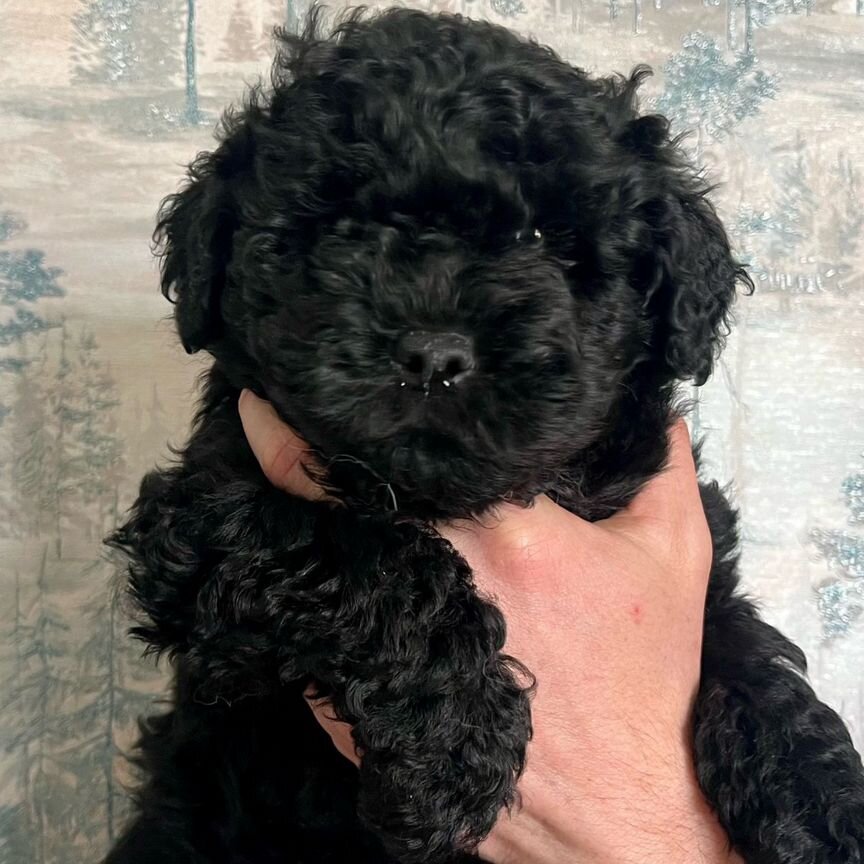 Пули, щенок