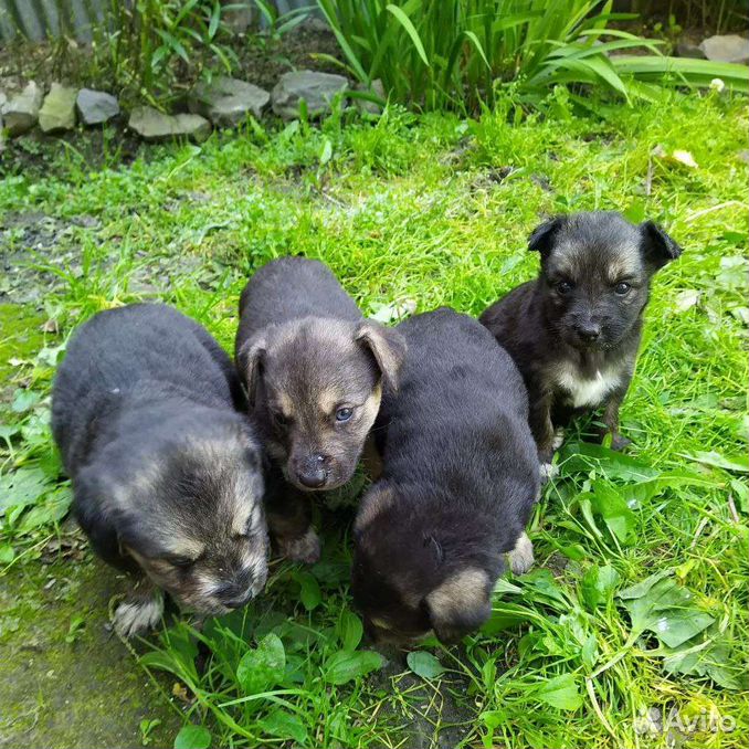 Щенки - смесь овчарки и двортерьера