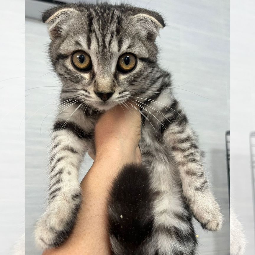 Котенок вислоухая малышка