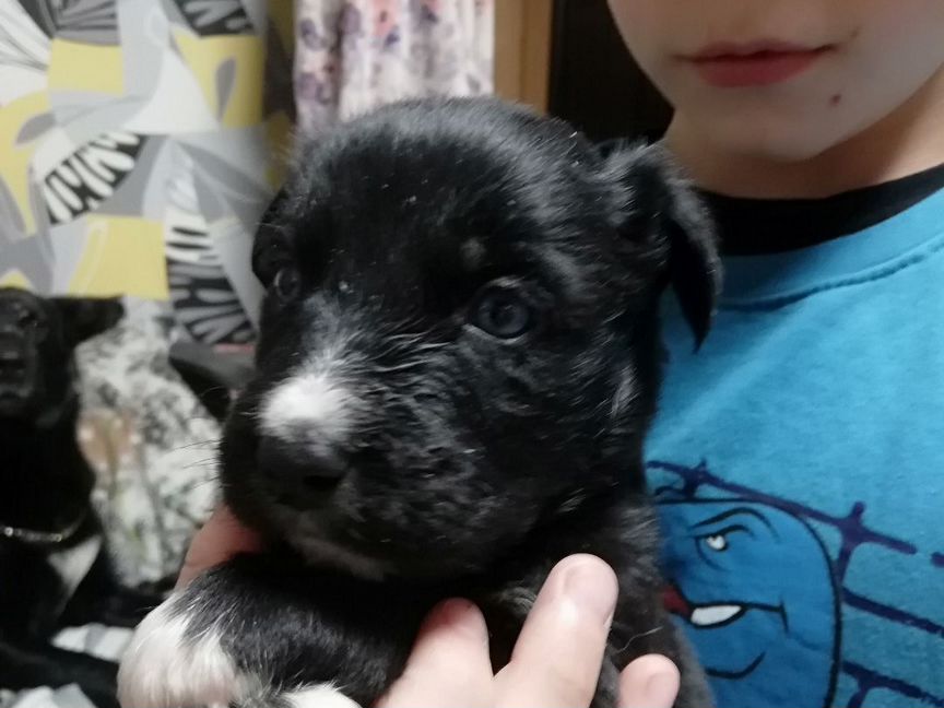 Собаки щенки маленькой породы бесплатно