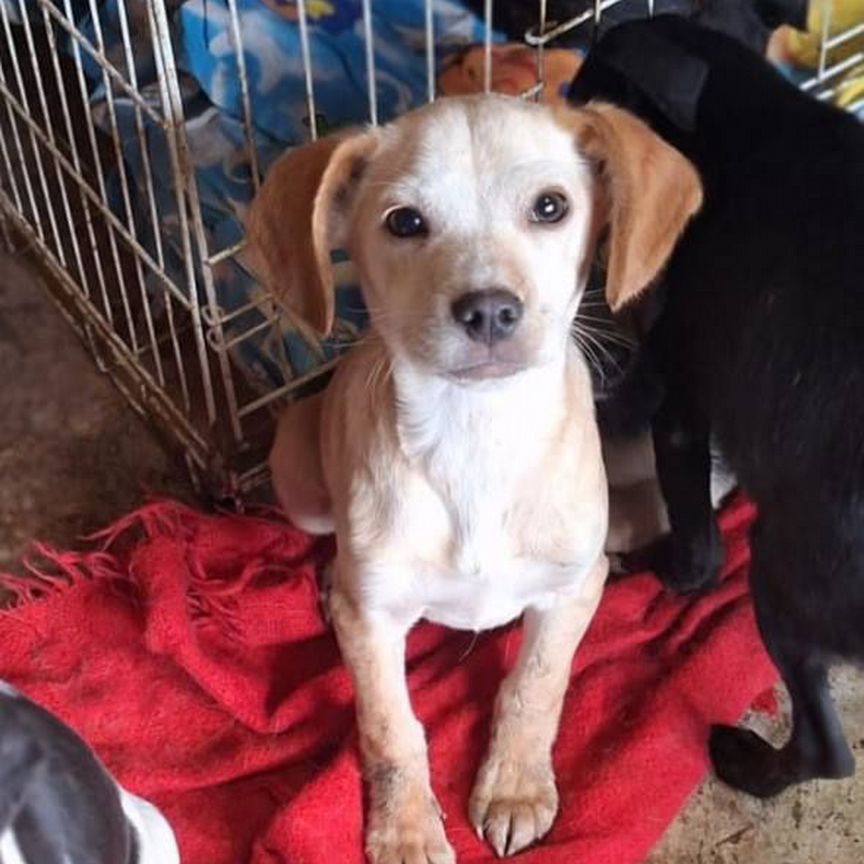 Щенок в добрые руки