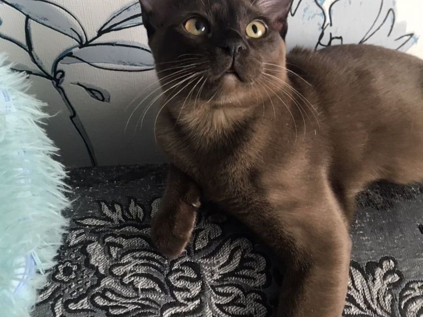 Бурманская