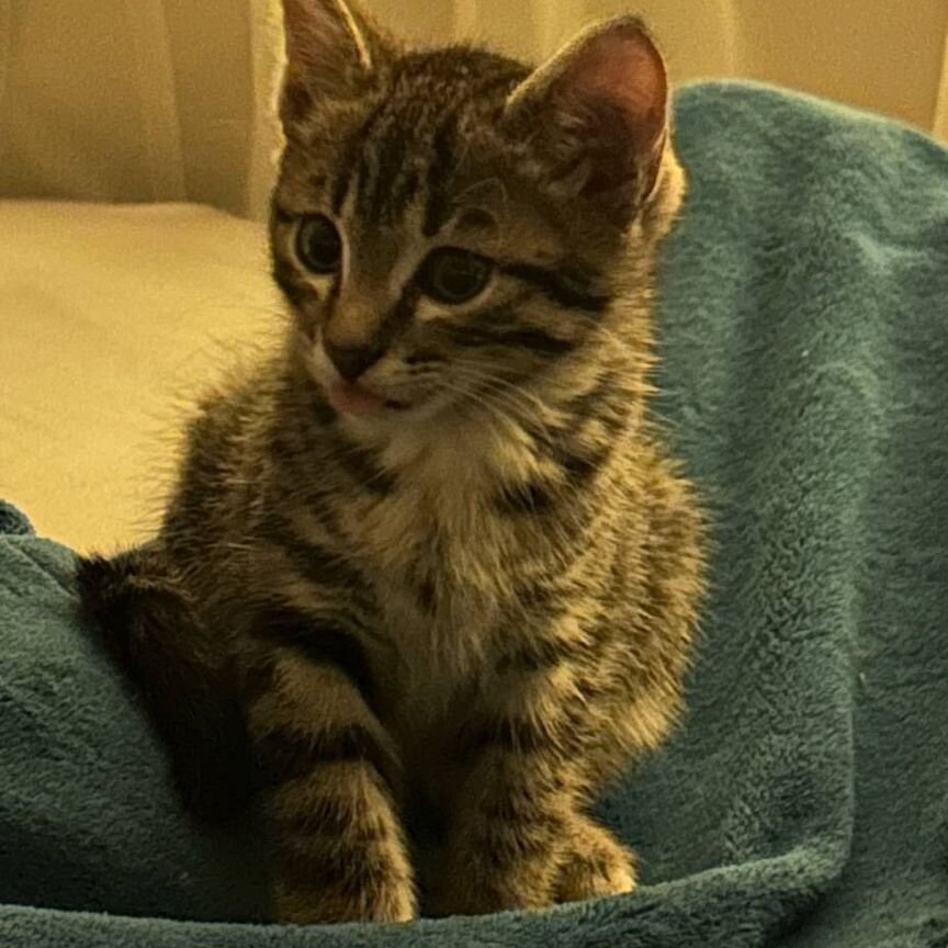 Котёнок в добрые руки