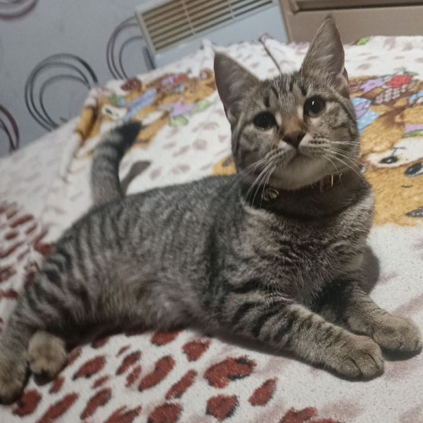 Азиатская табби, взрослая кошка