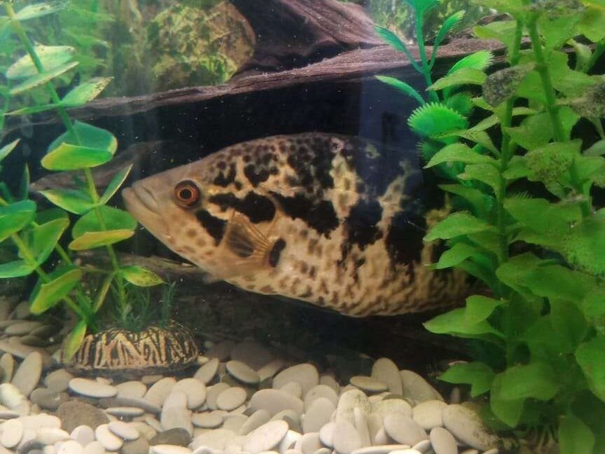 Рыба аквариумная