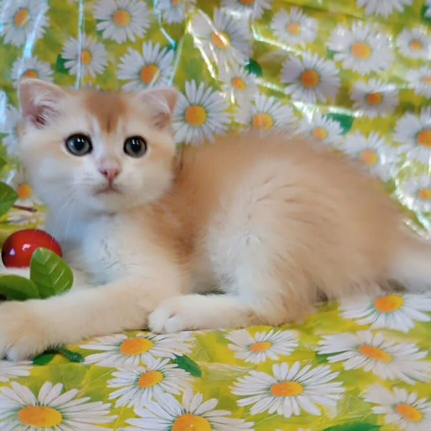 Шотландский золотая шиншилла