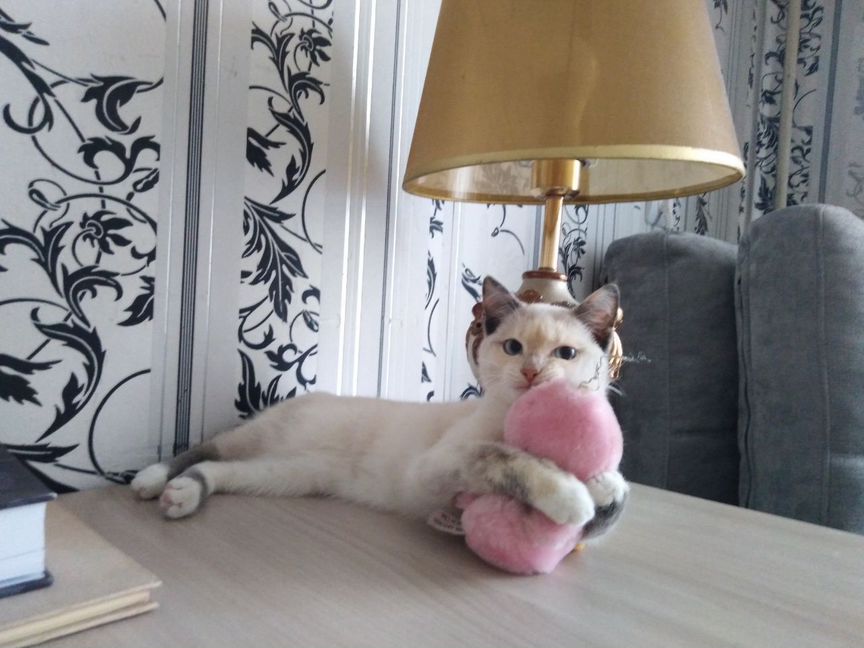 Хорошенькая кошечка