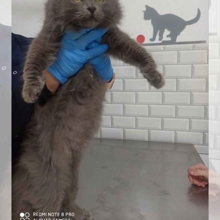 Кошка стерилизованная