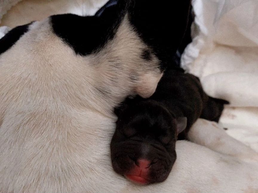 Собаки щенки