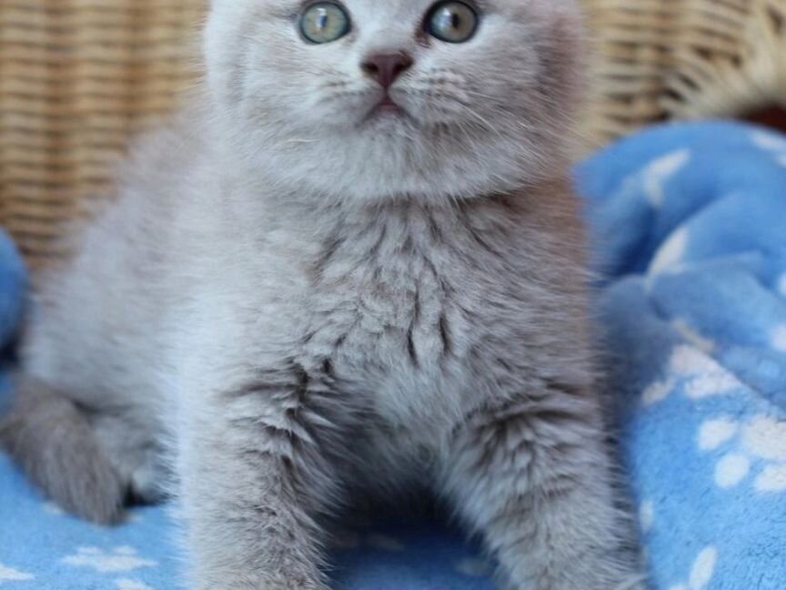 Британский лиловый котик из питомника