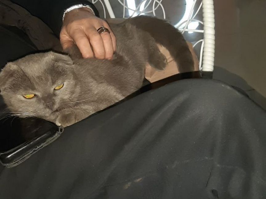 Котик