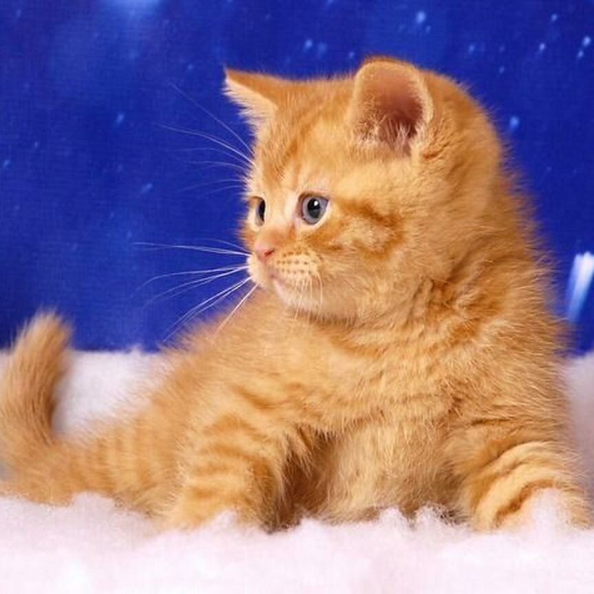 Британский рыжий котик