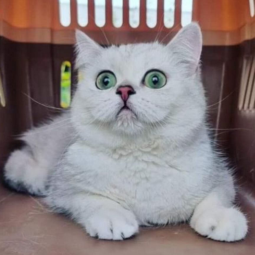 Кошечка в разведение