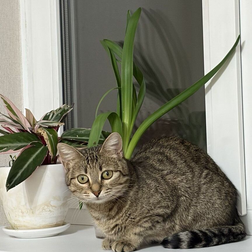 Взрослая, кошка в добрые руки